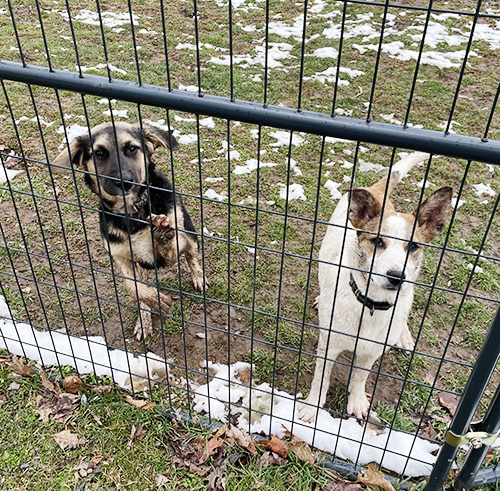 Lucky Puppy in Argyle | Glens Falls Chronicle